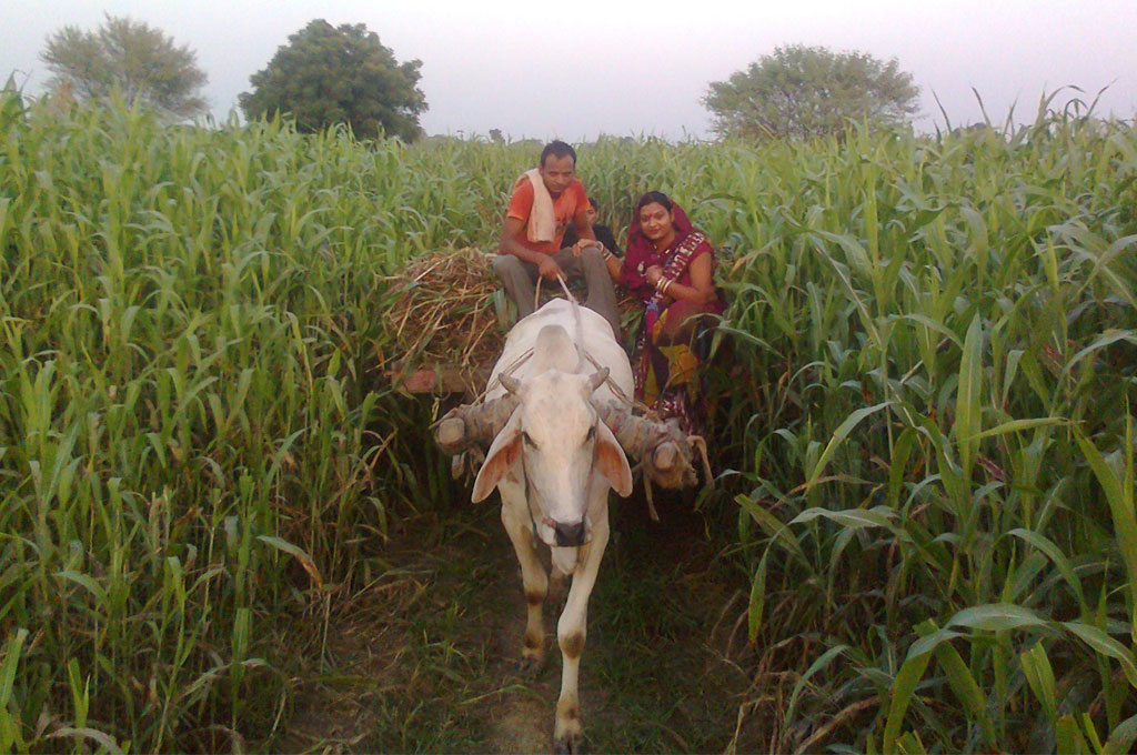 गरमी में पशुओं को खिलाएं हरा चारा - Saras Salil